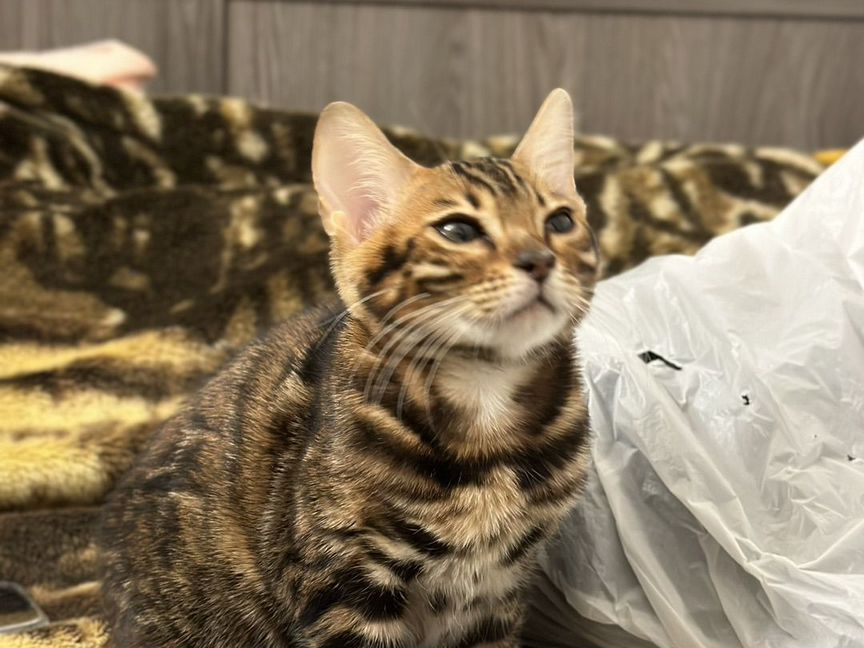 Бенгальская кошка