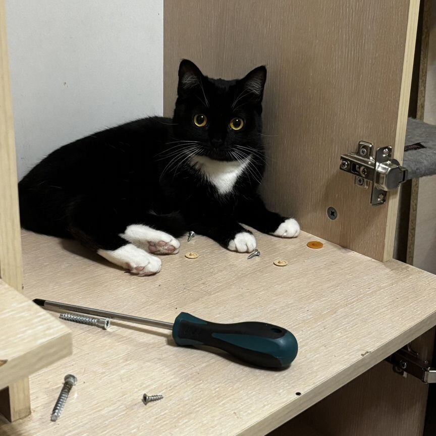 Взрослая, кошка в добрые руки