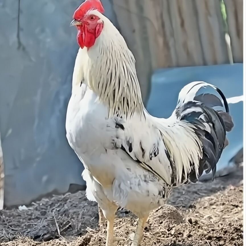 Домашние молодые петухи