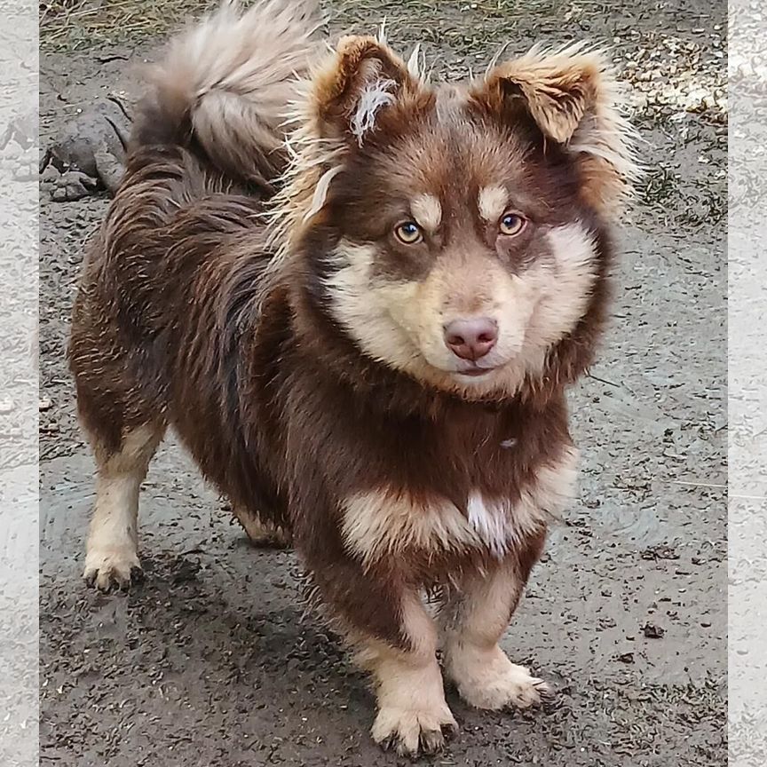 Щенок в добрые руки