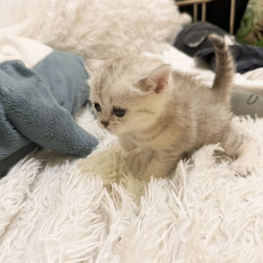 Шотландские котята