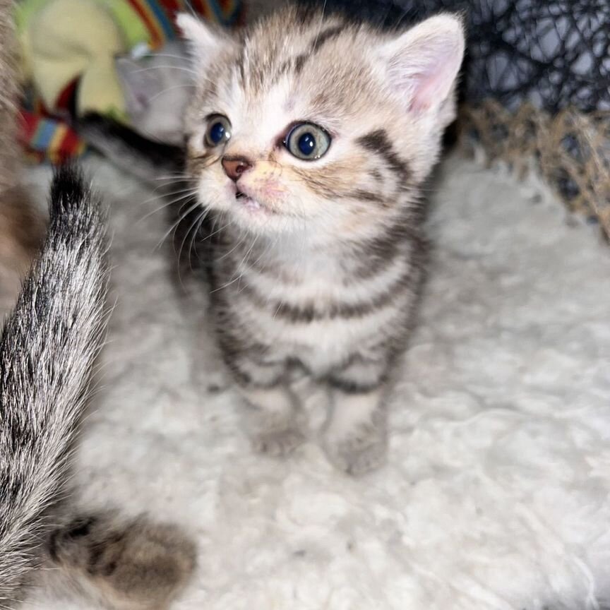 Шотландские котята