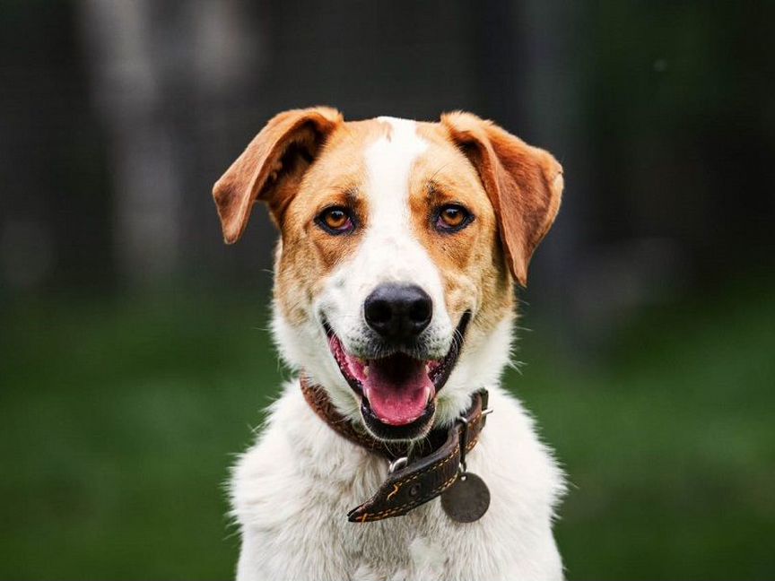 Отличный пес Рей ищет дом