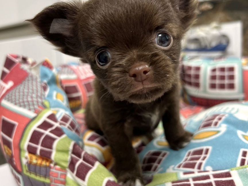 Маленький шоколадный кукольный мальчик