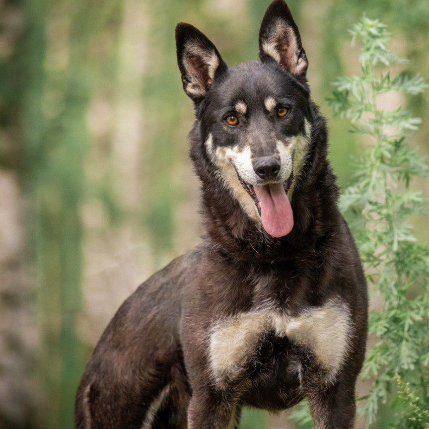 Скромный и очень добрый Орео