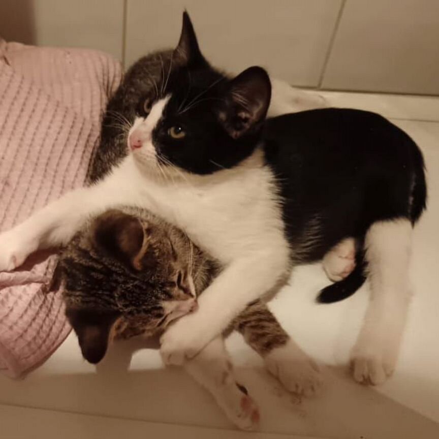 2 озорных котёнка ждут добрых хозяев, СПб