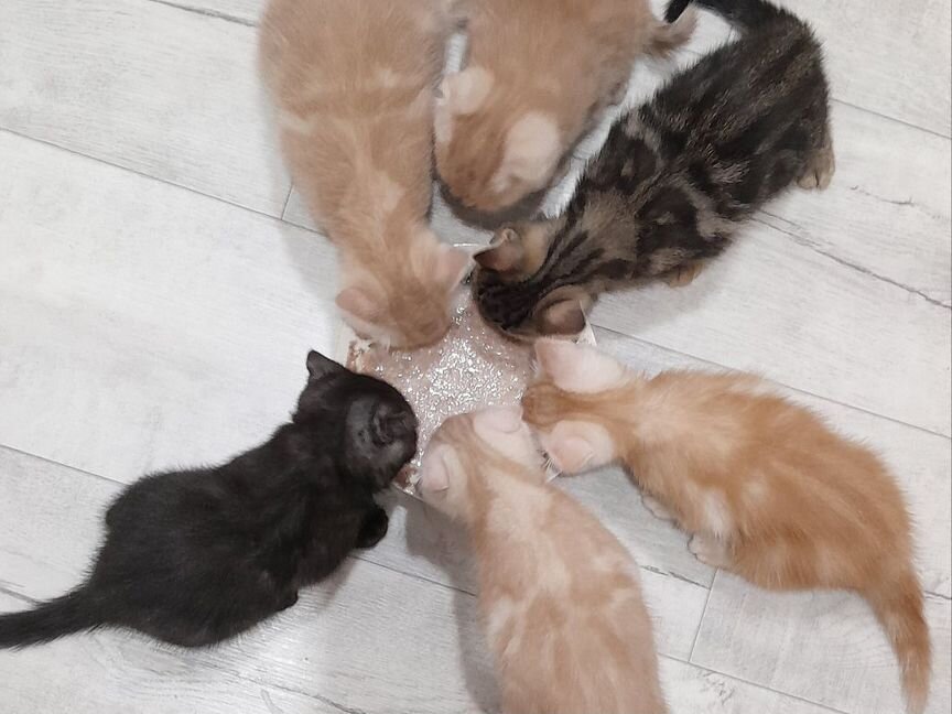 Шотландские котята Фолд,Страйт