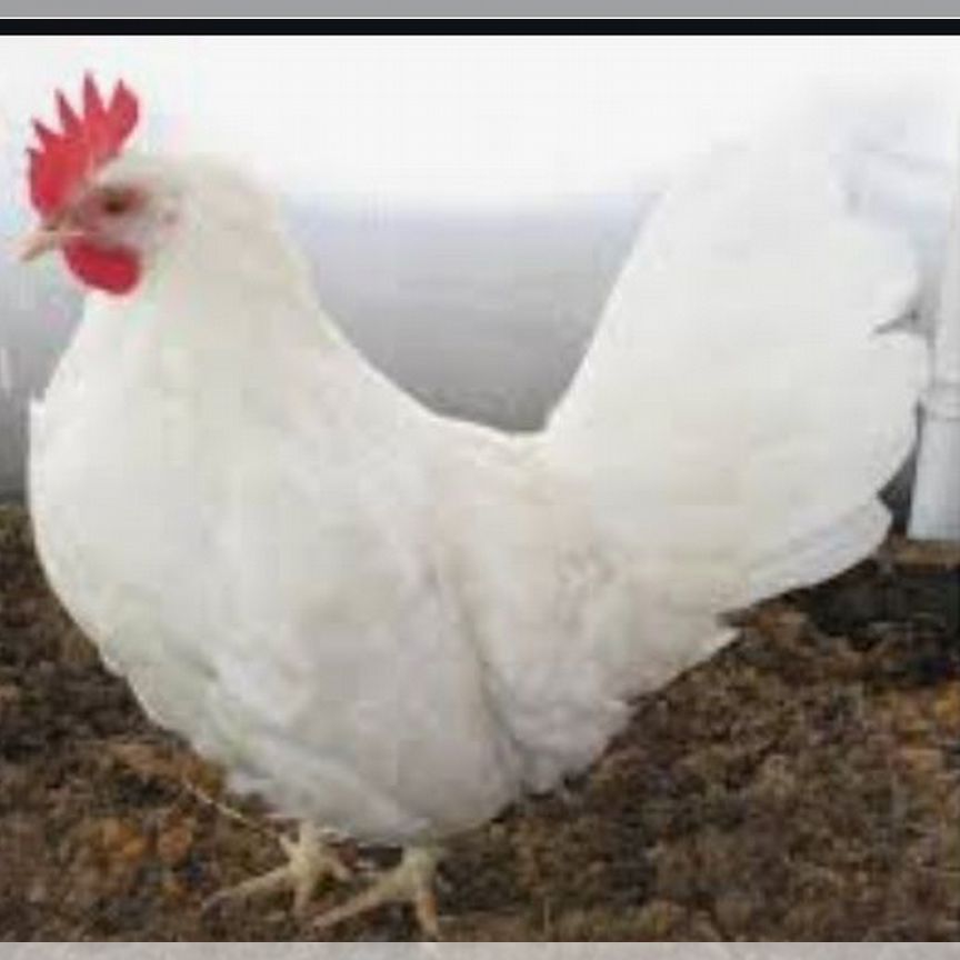 Куры не сушки