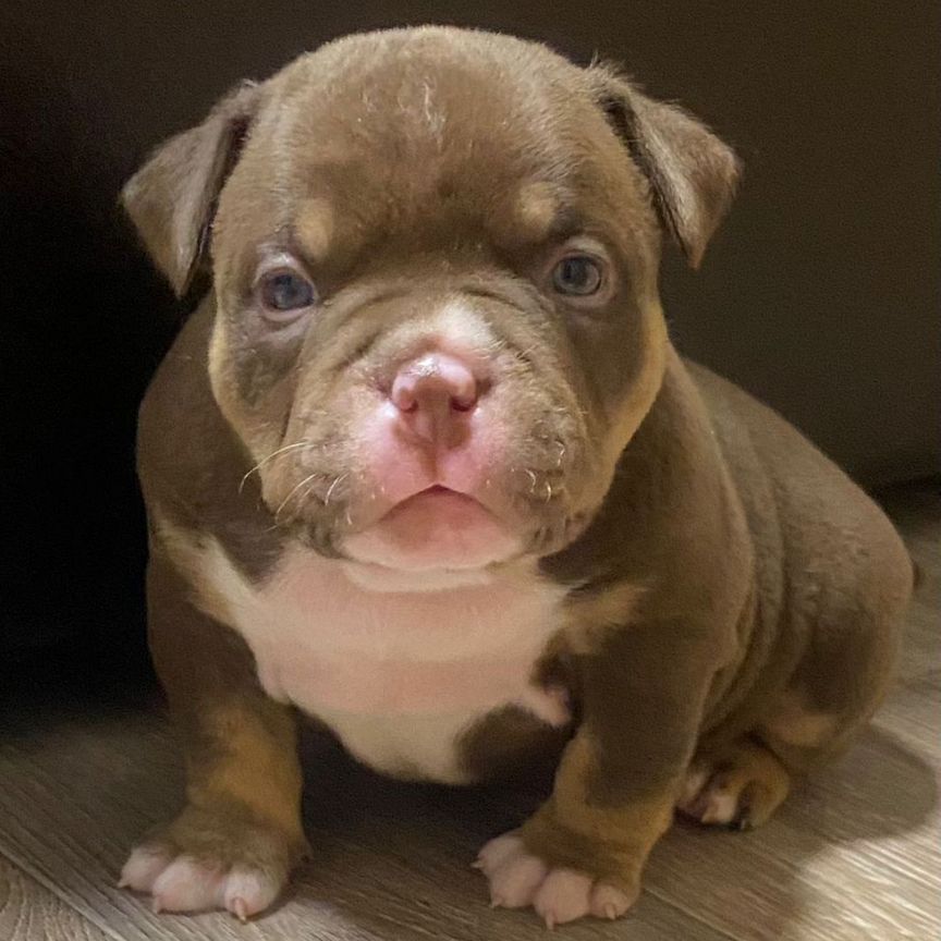 Американский булли, щенок