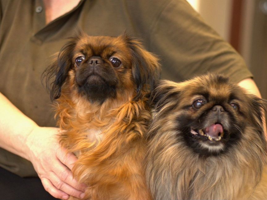 Щенки пекинеса