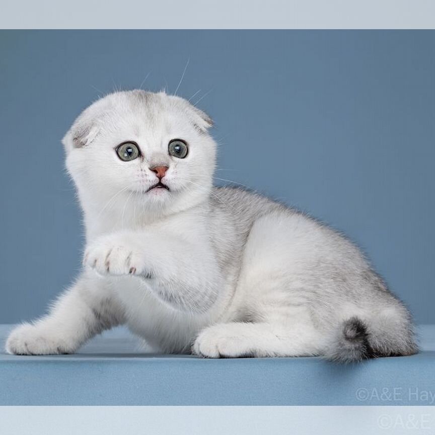 Шотландский вислоухий короткошёрстный котёнок