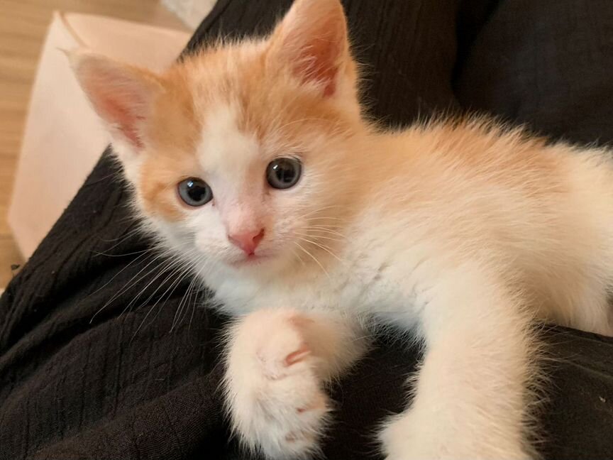 Котенок рыжулька в дар