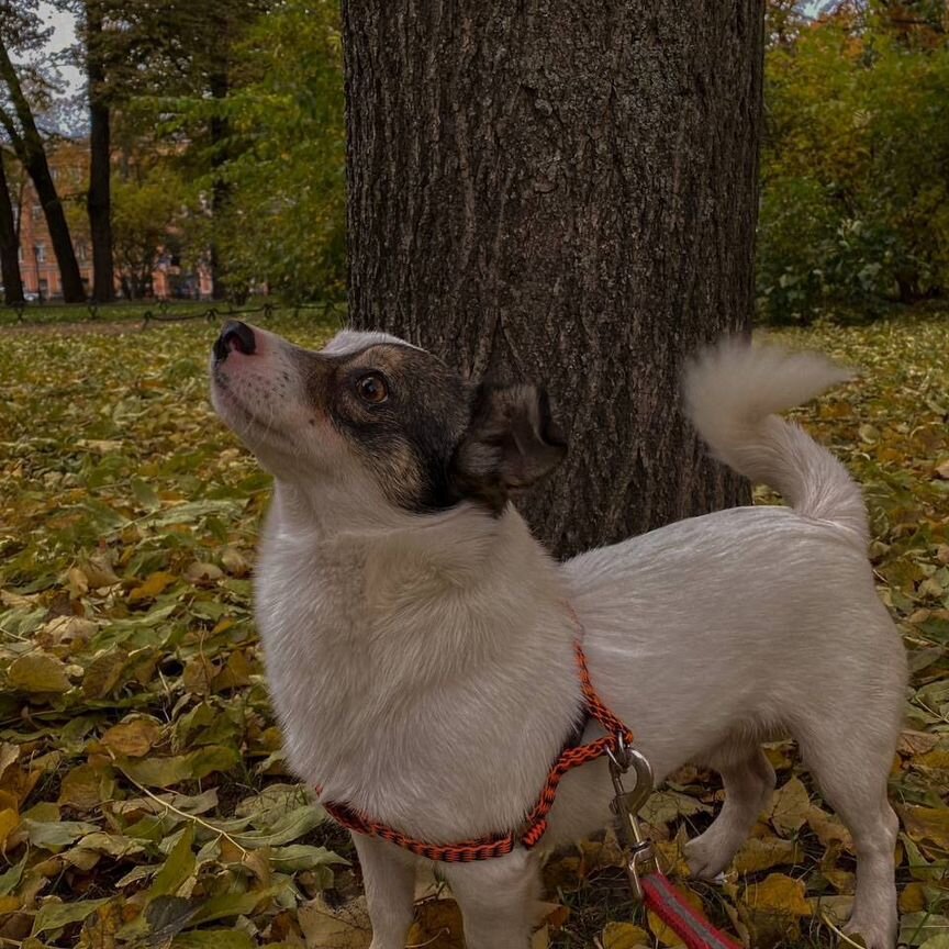 Собака-подросток в добрые руки