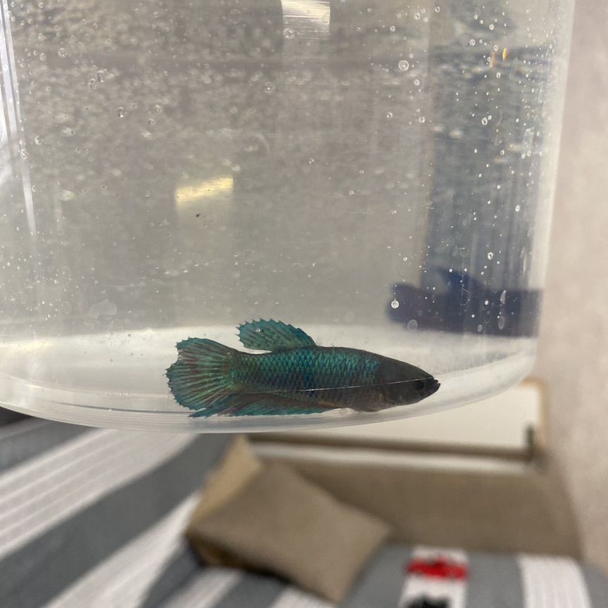 Аквариумные рыбки