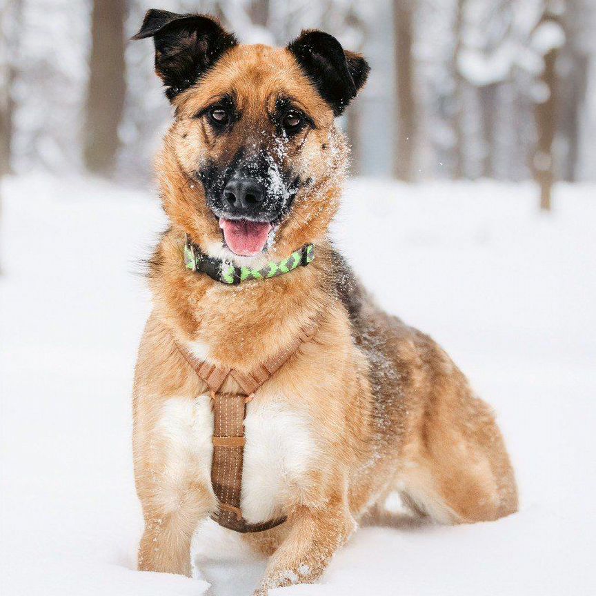 Взрослая собака в добрые руки