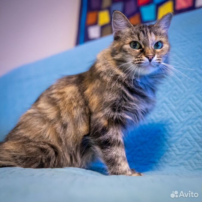 Ласковая, умная, преданная кошка