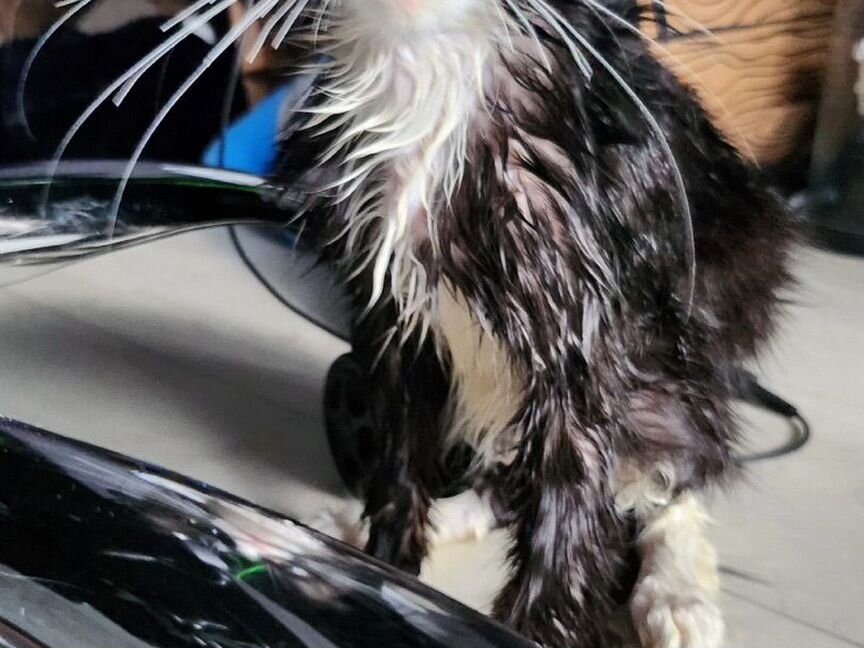 Котенок