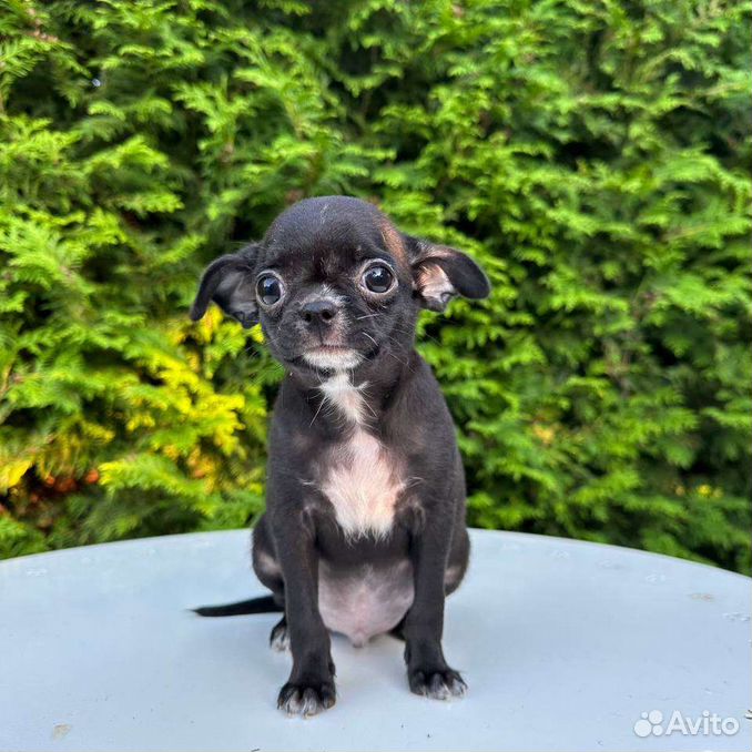 Чихуахуа Мальчик Бемби