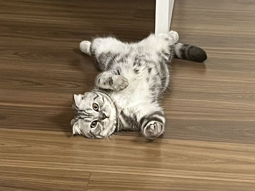 Шотландский кот для вязки и любви