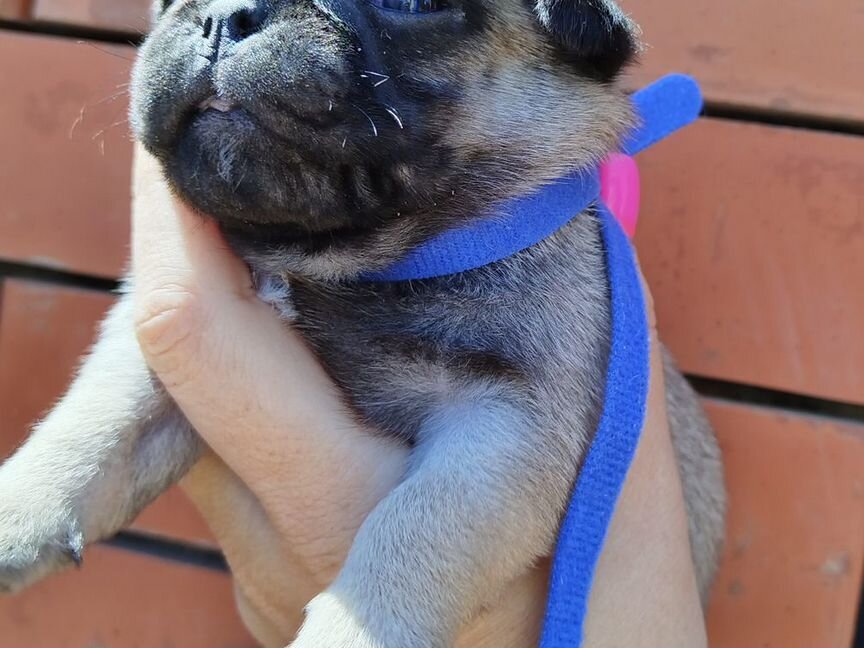 Щенки мопса