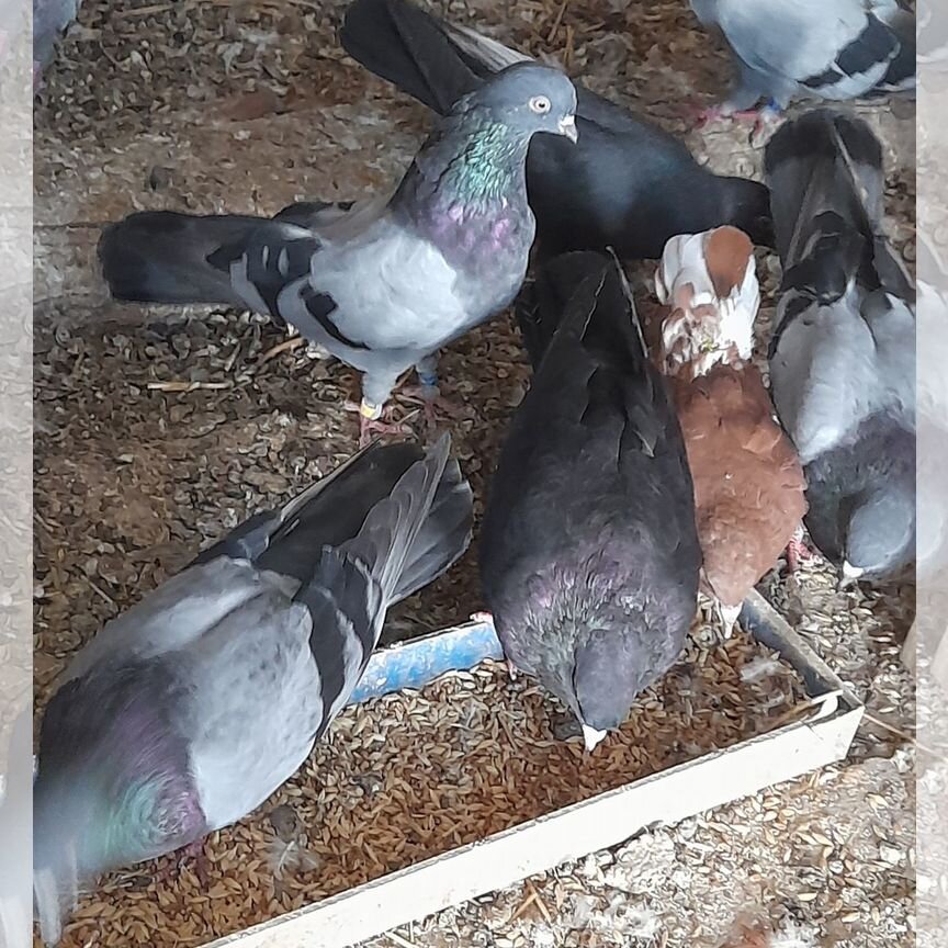 Голуби бабочки