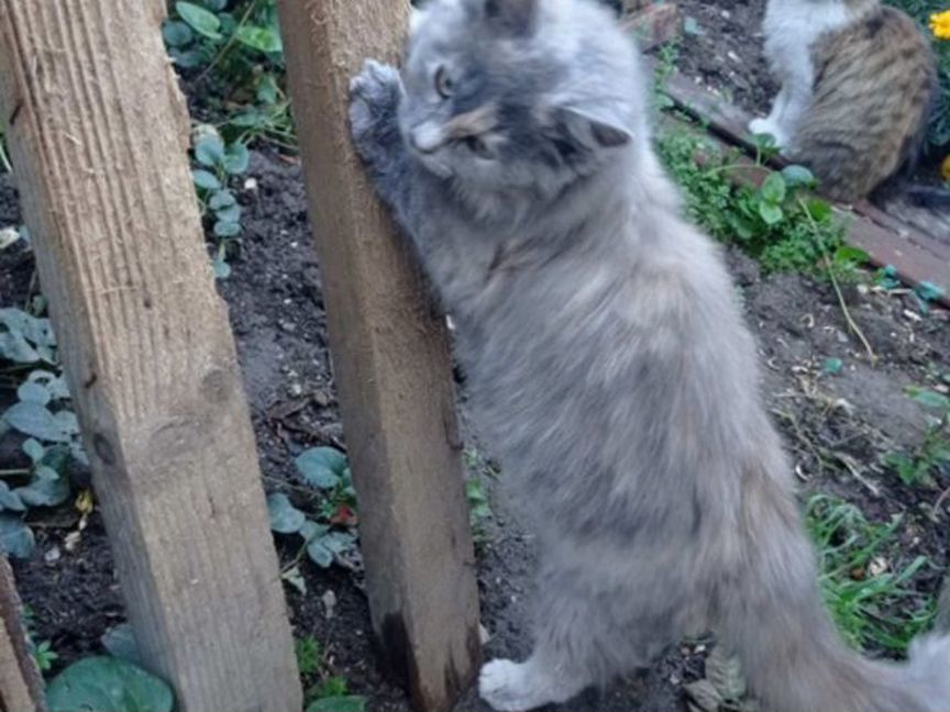 Кошечки, котята в добрые руки