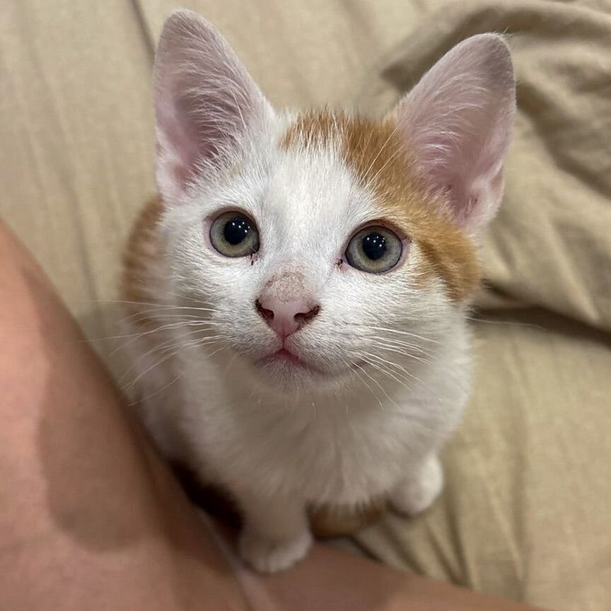 Котёнок
