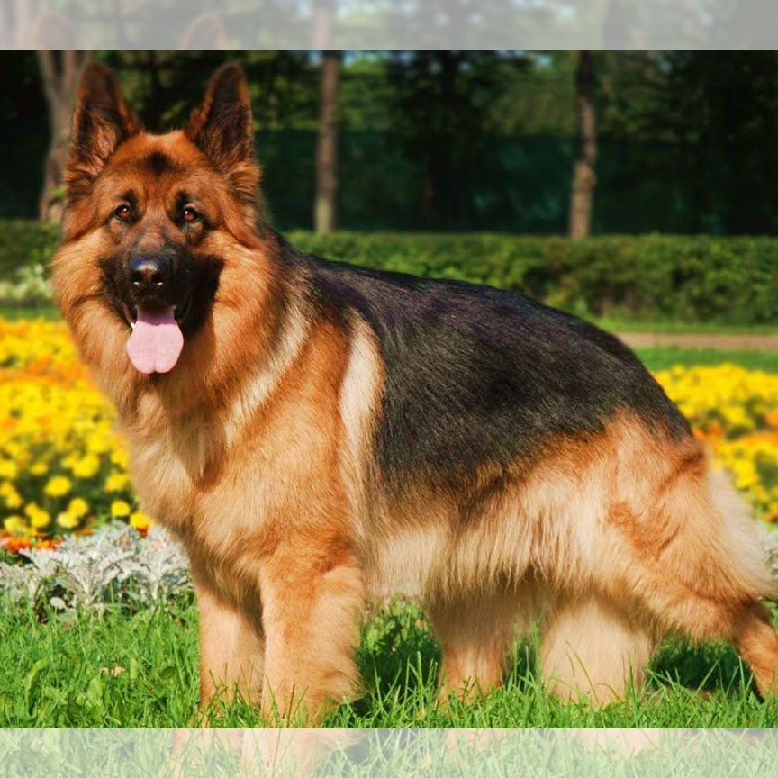 Немецкая овчарка, щенок