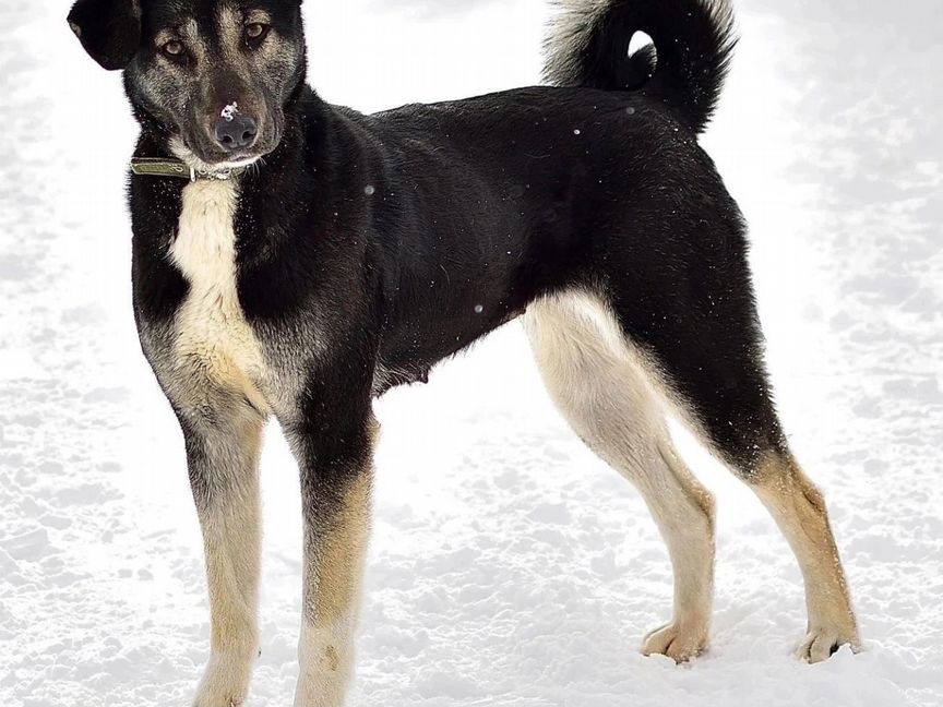 Добротная девочка под овчарку