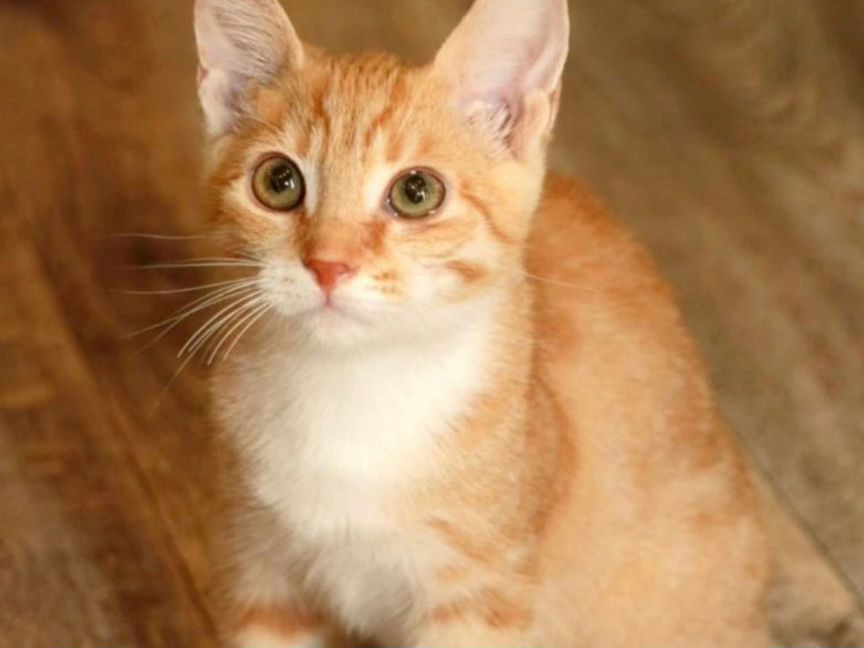 Кошка