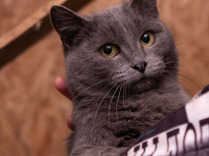 Шикарная кошка Эльза ищет дом