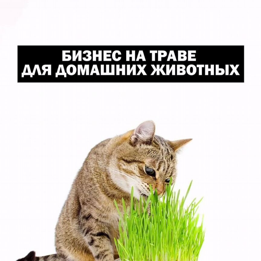 Трава для животных (готовый бизнес)