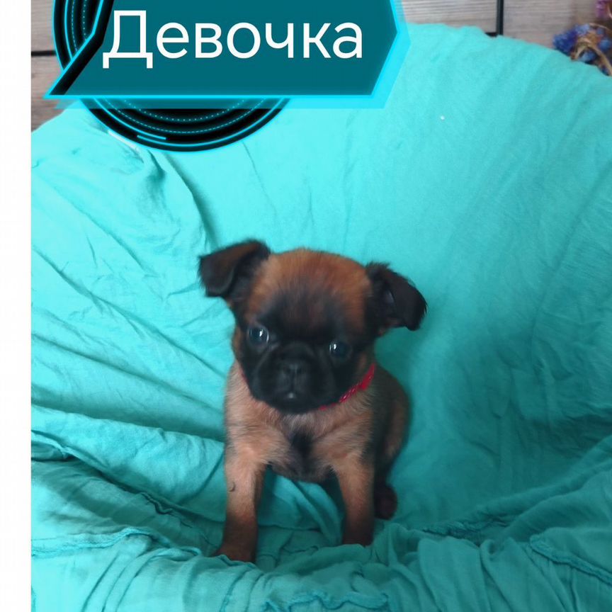 Щенки пти брабансона