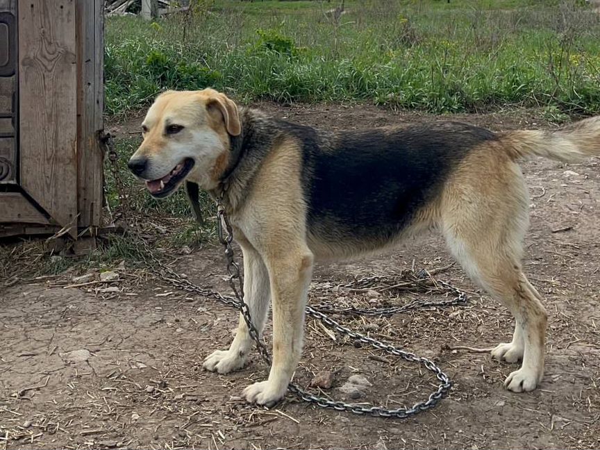 Ника ищет дом