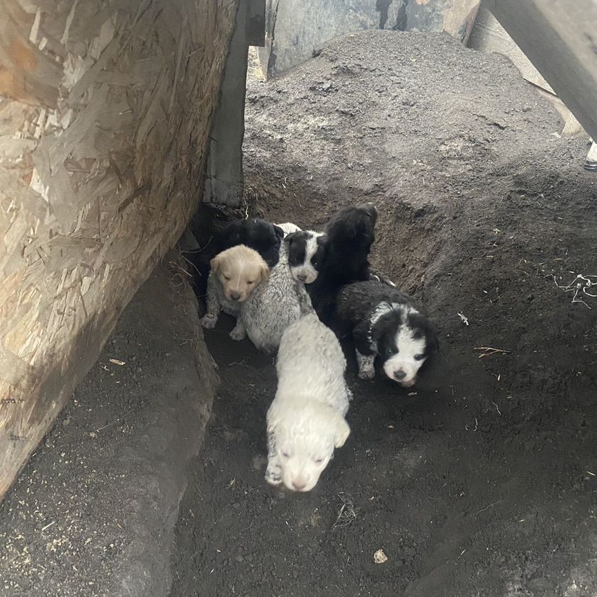 Одам бесплатно шенков (в добрые руки)