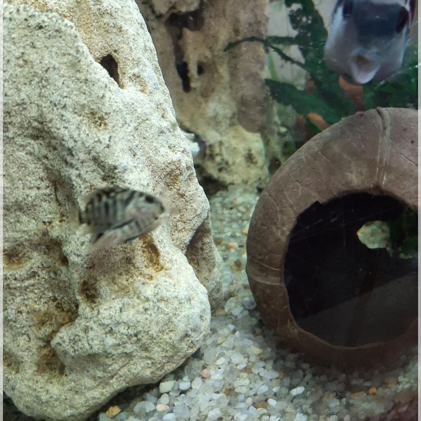 Чернополосая цихлазома