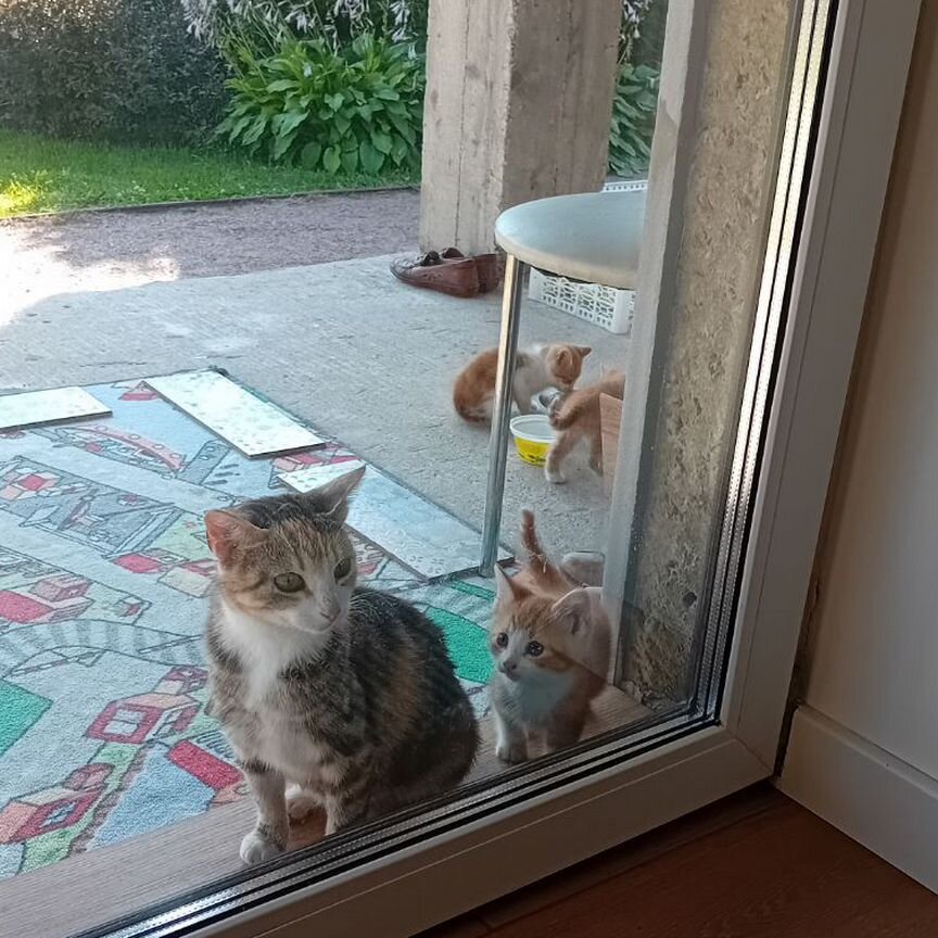 Котята в добрые руки бесплатно