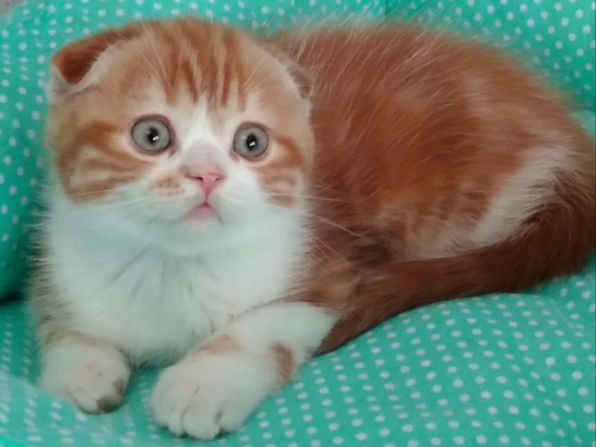 Вислоухий котик