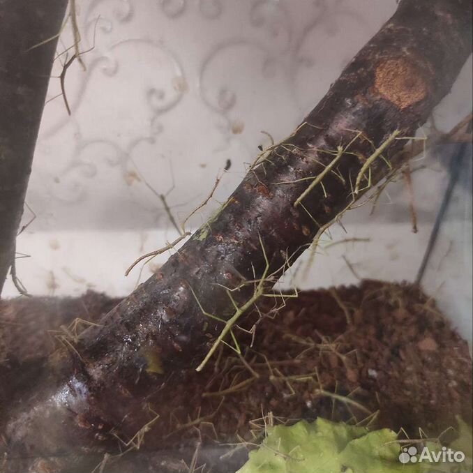 Палочники аннамские