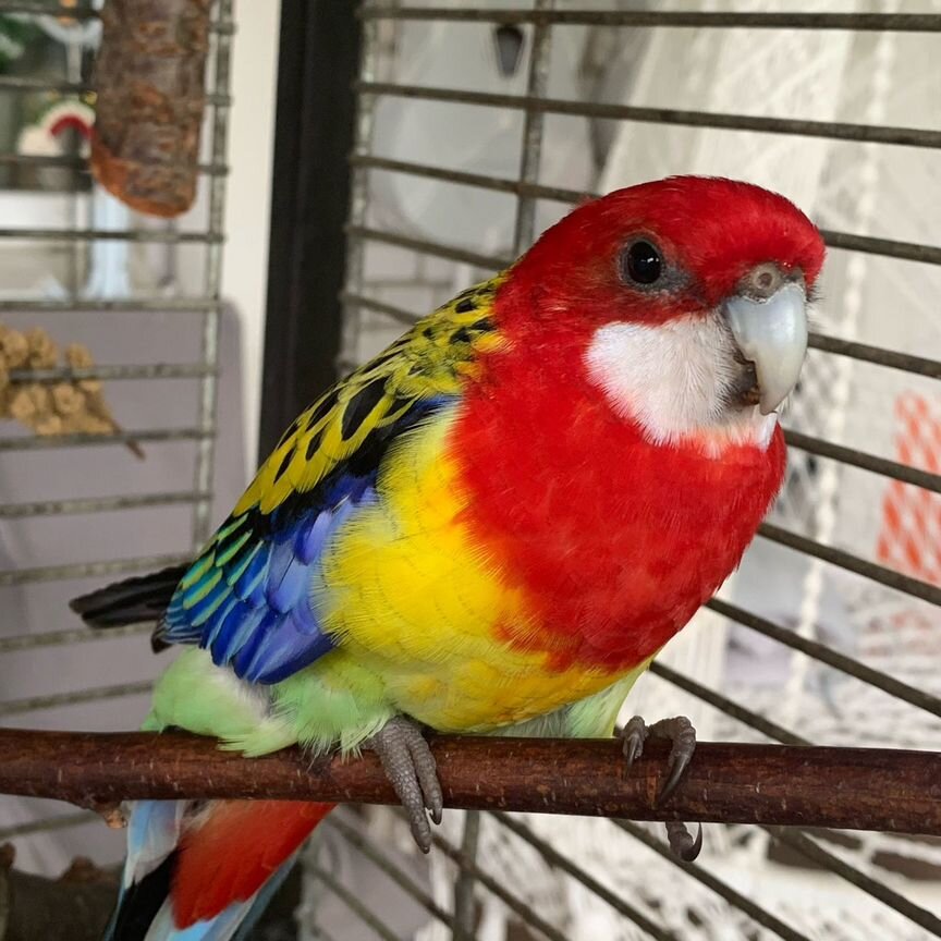Попугай Розелла