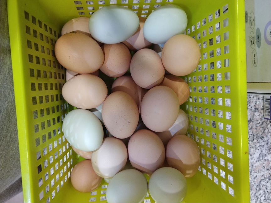 Инкубационное яйцо