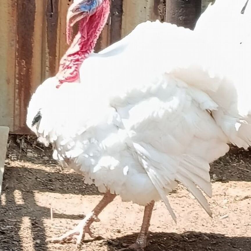 Индюк широкогрудый