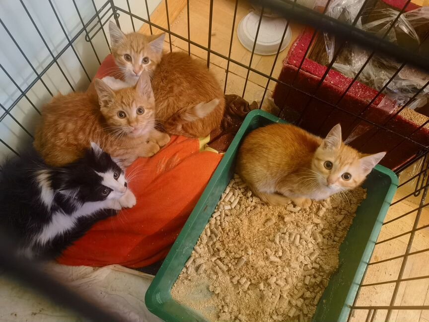 4 невероятных котенка в поисках дома