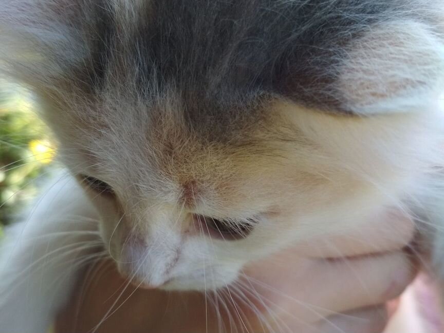 Котенок-девочка Бусинка почти 2 месяца