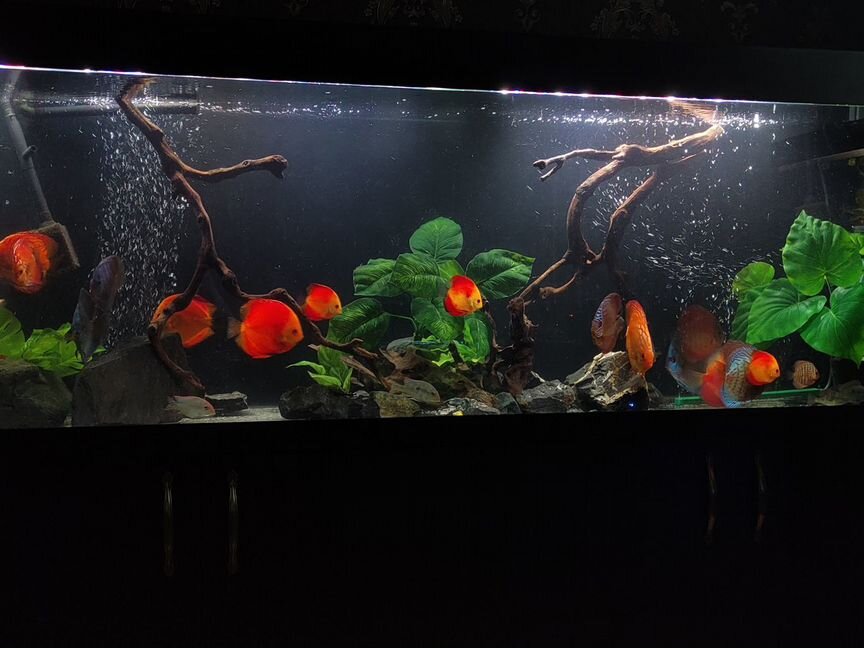 Аквариумный комплекс 590л