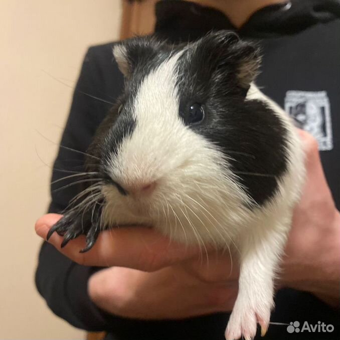 Отдаю в добрые руки