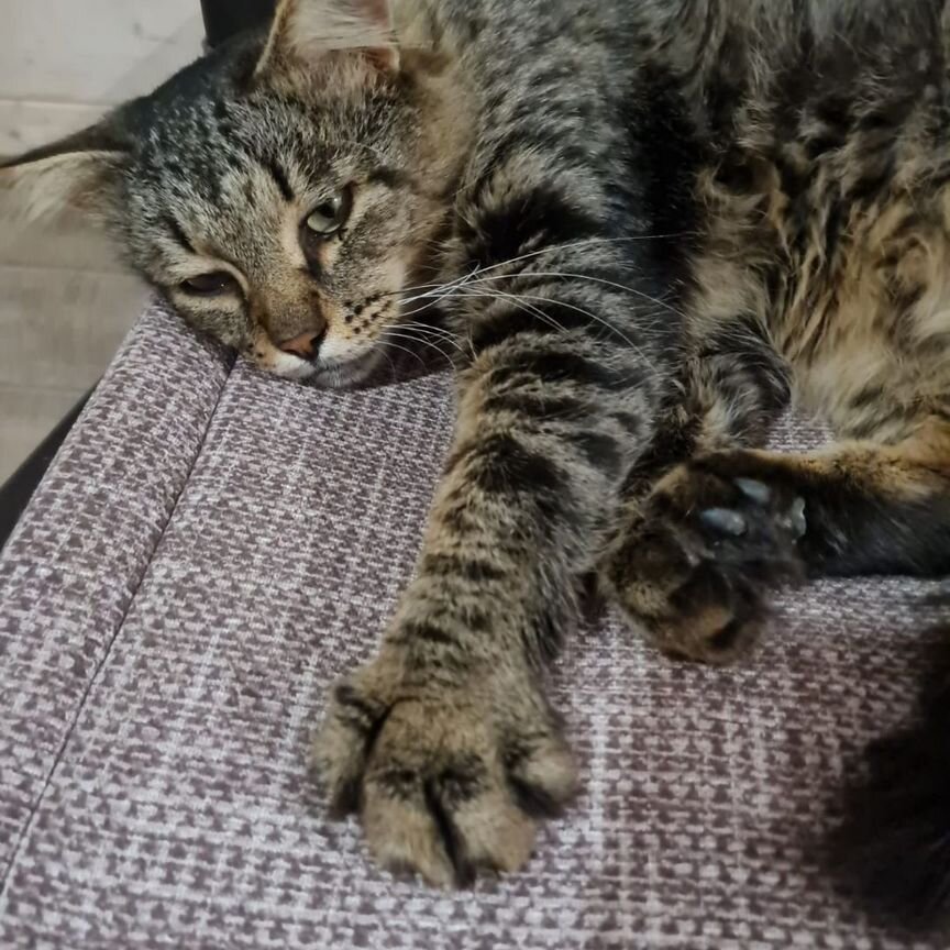 Котик в добрые руки