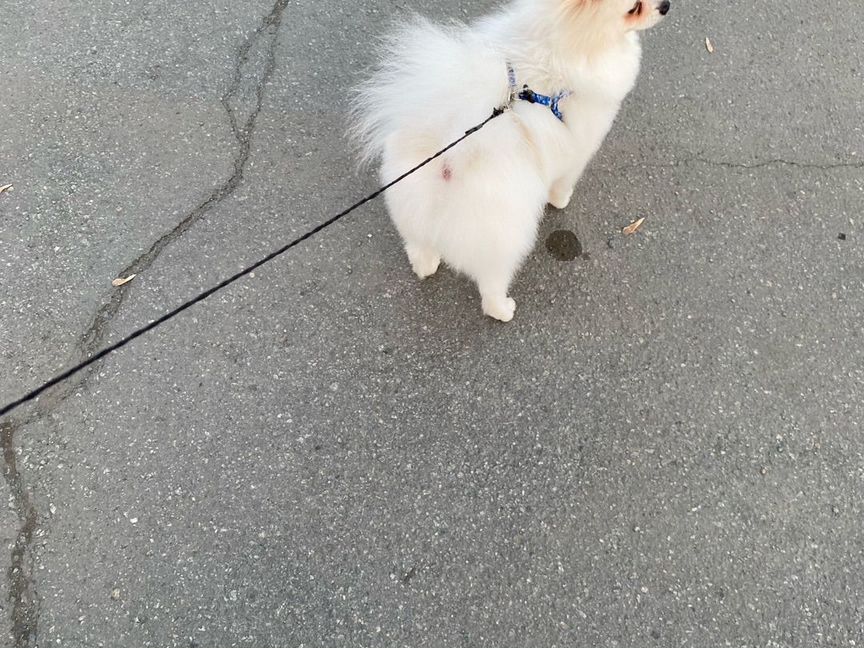 Мини шпиц вязка