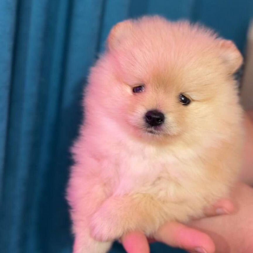 Померанский шпиц