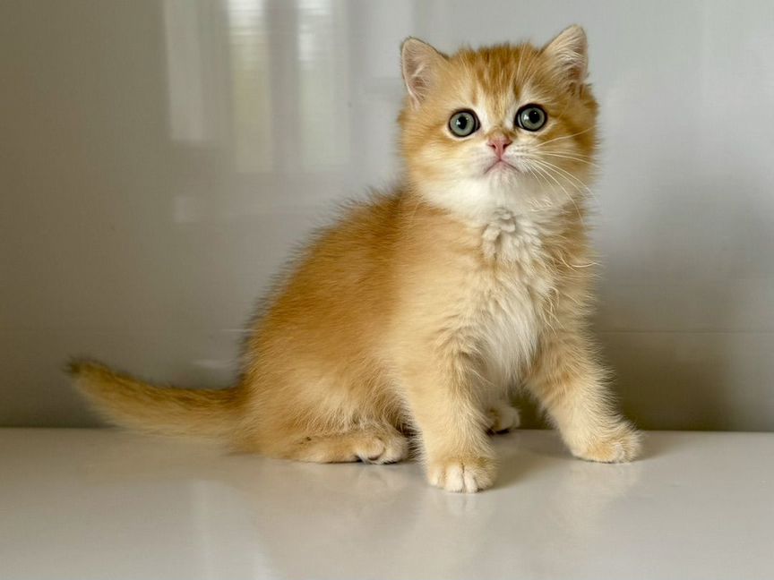 Британские котята
